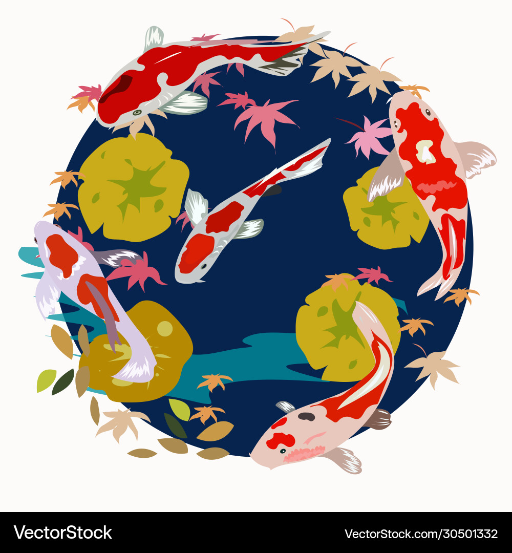 Koi carp swim in a circle pond Royalty Free Vector Image