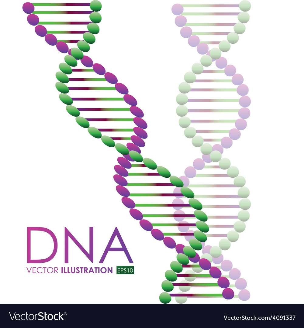 Dna design Royalty Free Vector Image - VectorStock