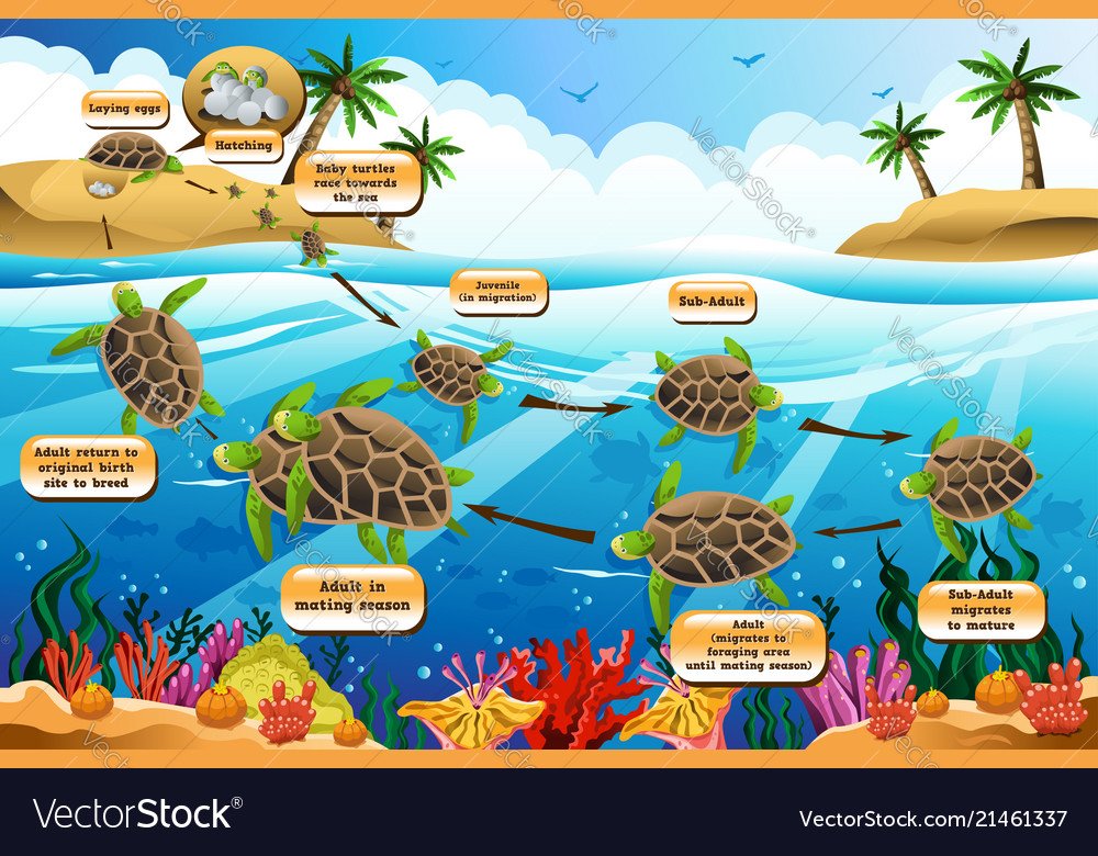 Life cycle sea turtle Royalty Free Vector Image