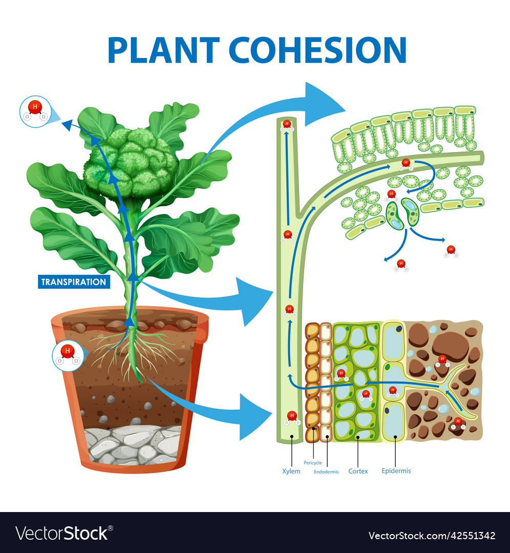 Digram showing the movement of water in plants Vector Image