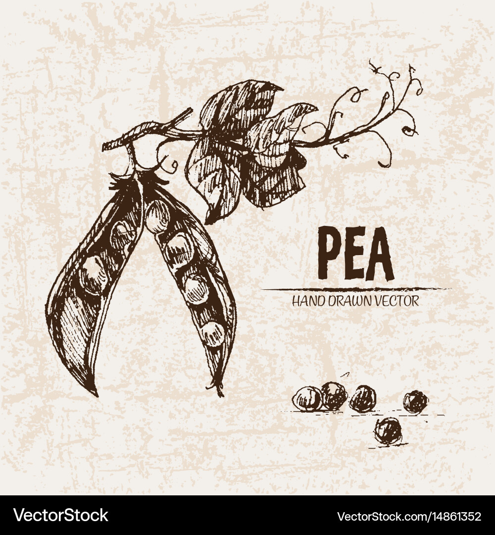 Digital detailed line art pea Royalty Free Vector Image