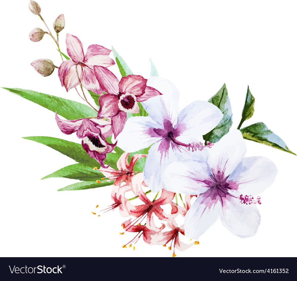 Nice orchids Royalty Free Vector Image - VectorStock