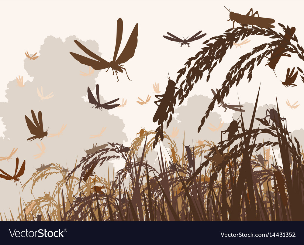 Swarming locusts Royalty Free Vector Image - VectorStock