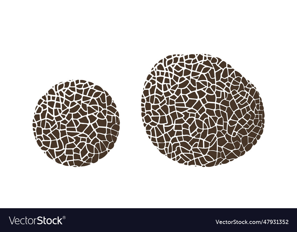 Truffle Royalty Free Vector Image - VectorStock