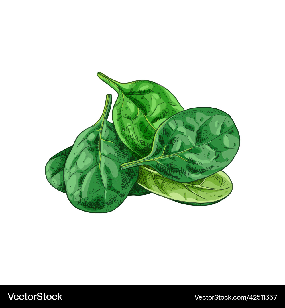 Hand drawn colorful fresh spinach leaves Vector Image