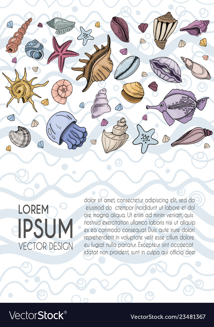 Seashells set Royalty Free Vector Image - VectorStock