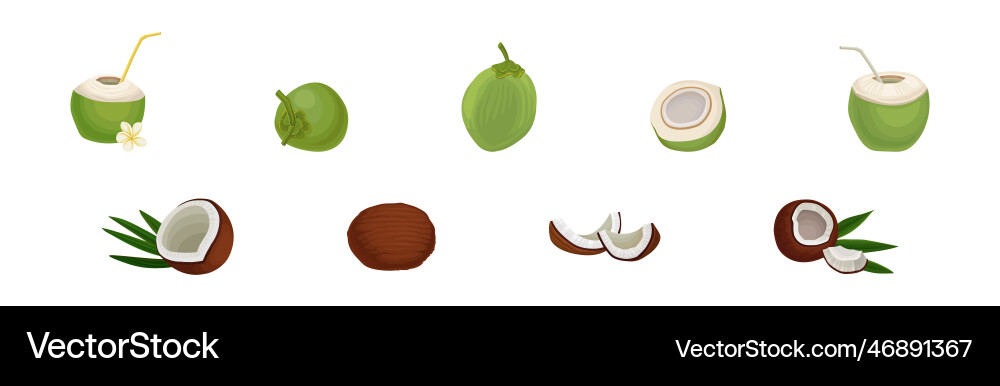 Whole and halved coconut showing copra set Vector Image