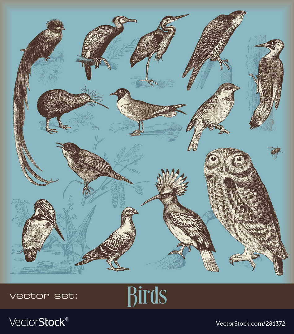 Birds Royalty Free Vector Image - VectorStock