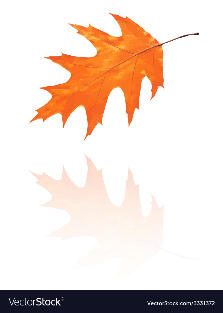 Oak leaf Royalty Free Vector Image - VectorStock