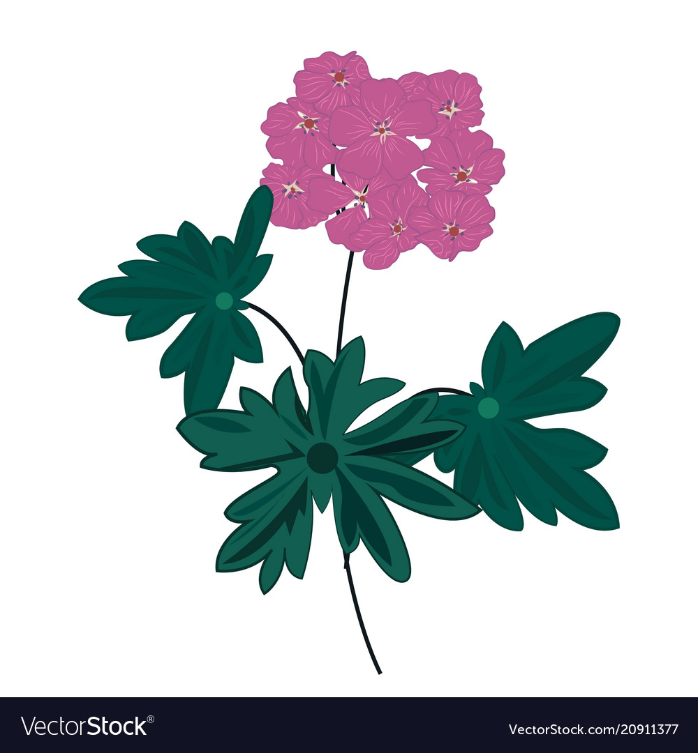 Geranium Royalty Free Vector Image - VectorStock