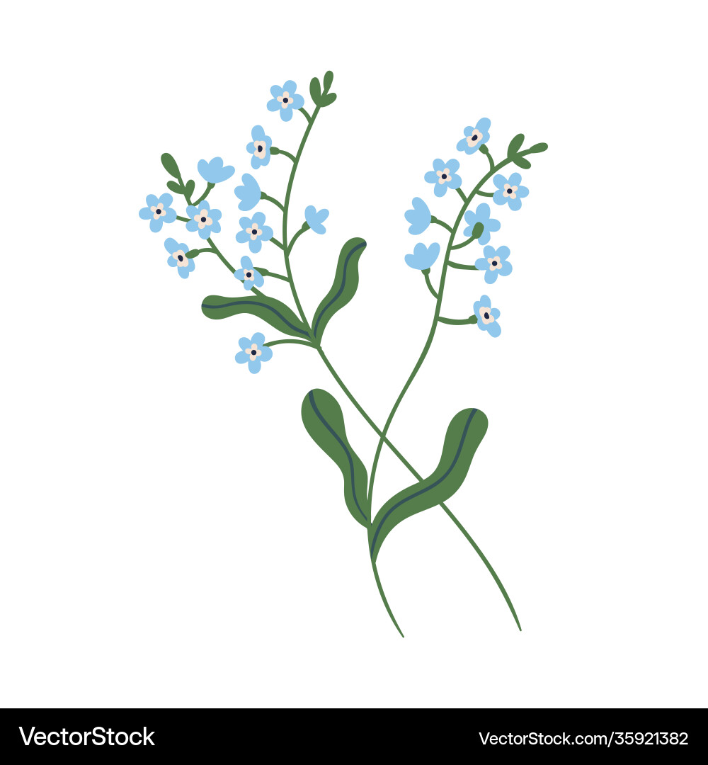 Small blue forget-me-not flowers on stem with Vector Image
