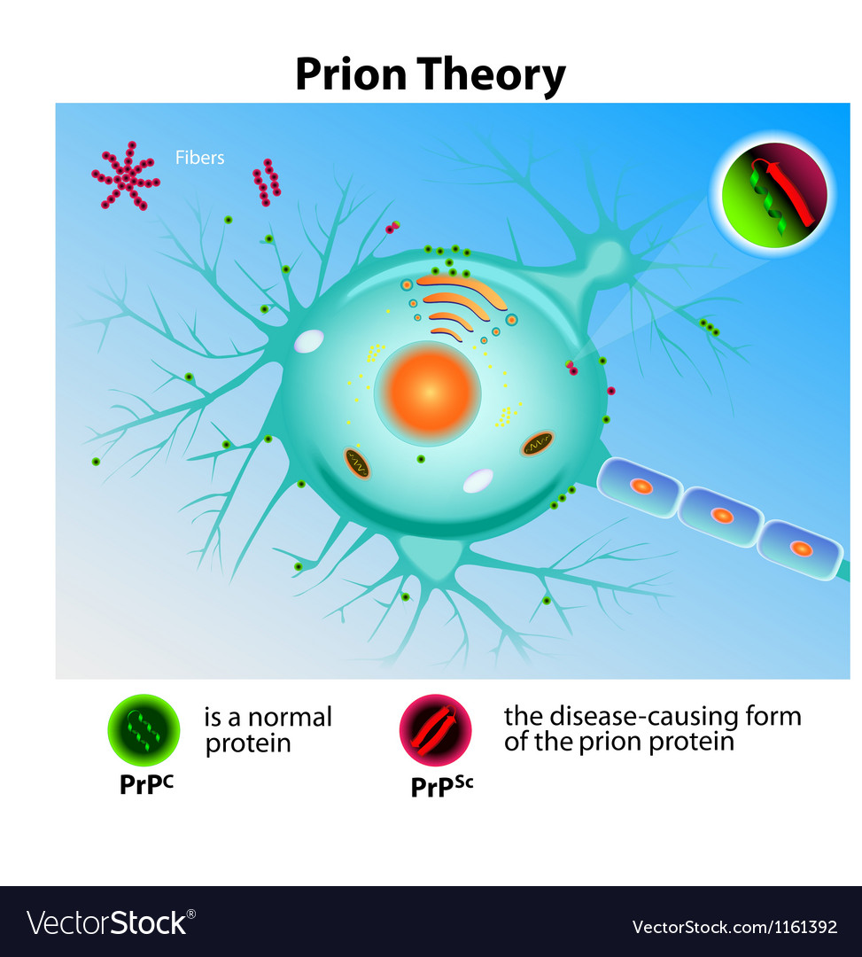 Prion theory Royalty Free Vector Image - VectorStock Prion theory Royalty Free Vector Image - VectorStock