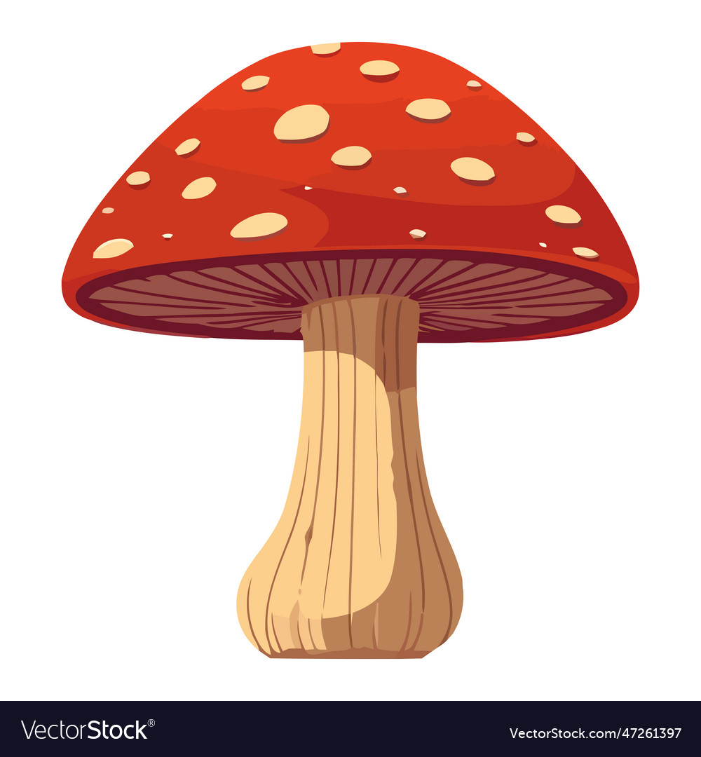 Spotted toadstool Royalty Free Vector Image - VectorStock