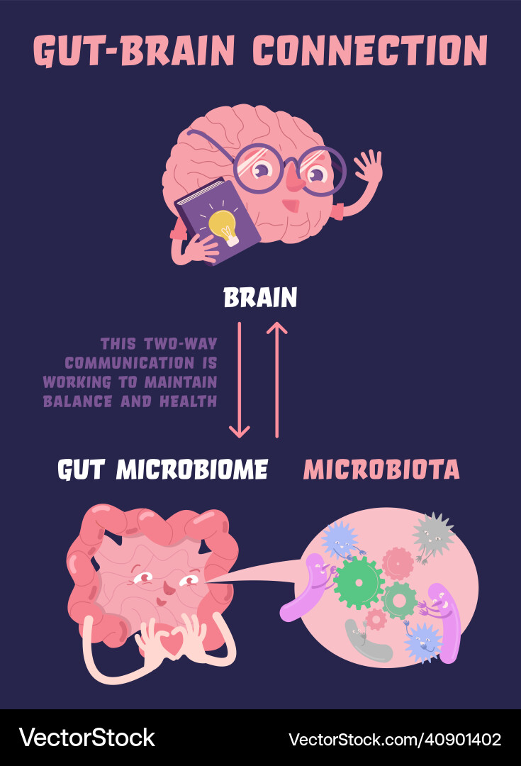 Gut-brain connection medical scientific Royalty Free Vector