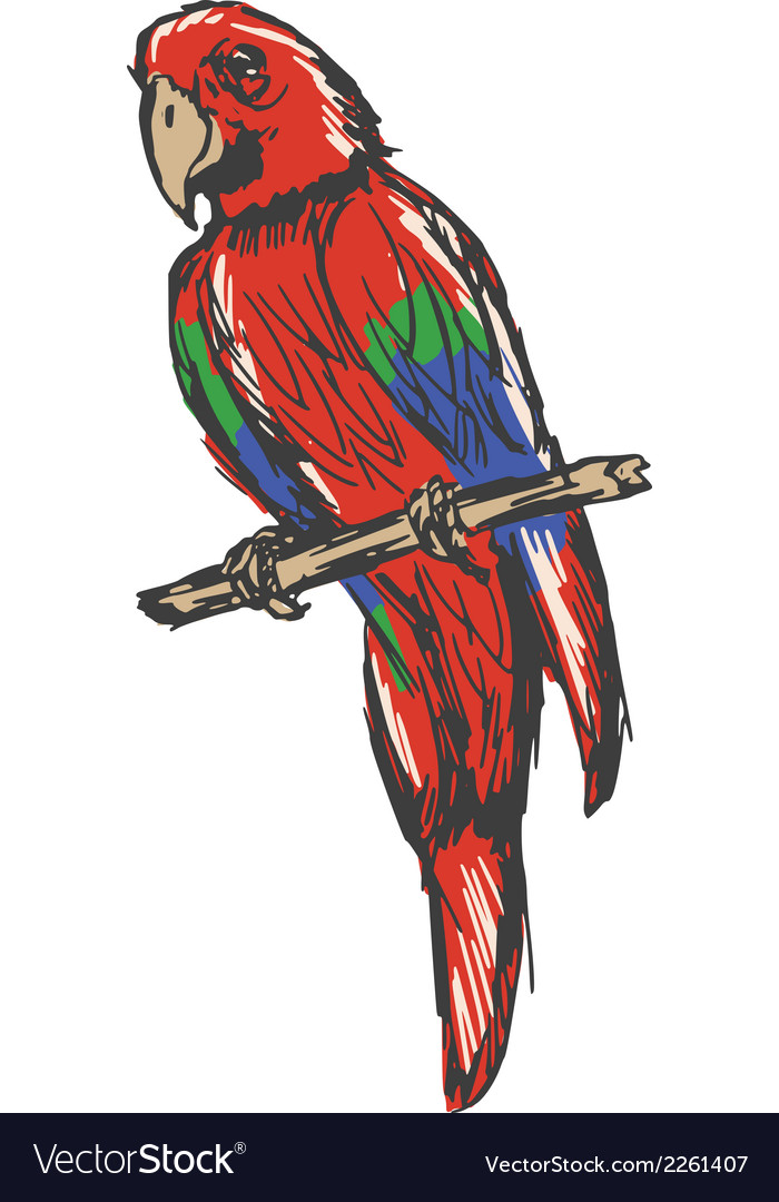 Macaw Royalty Free Vector Image - VectorStock