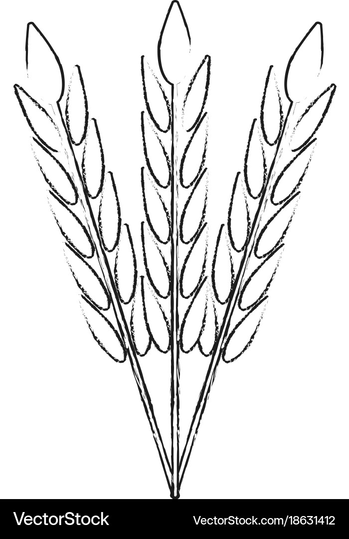 Wheat harvest food Royalty Free Vector Image - VectorStock