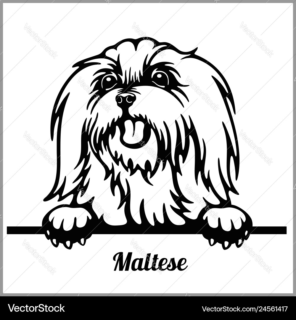 Maltese - peeking dogs - - breed face head Vector Image
