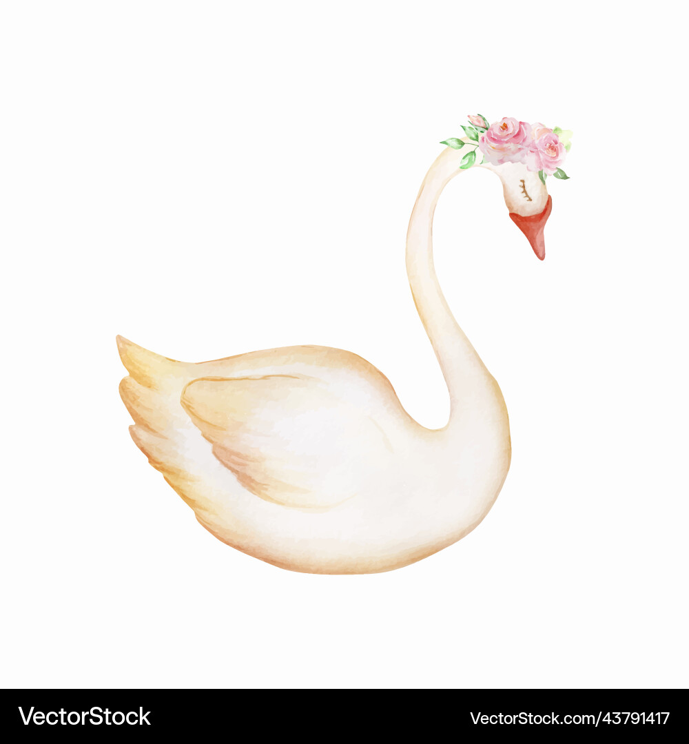 Watercolor delicate white swan Royalty Free Vector Image