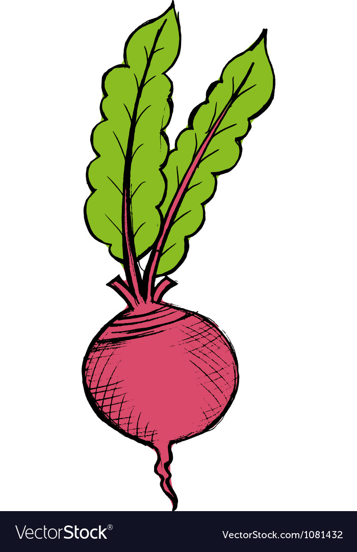 Red beet Royalty Free Vector Image - VectorStock