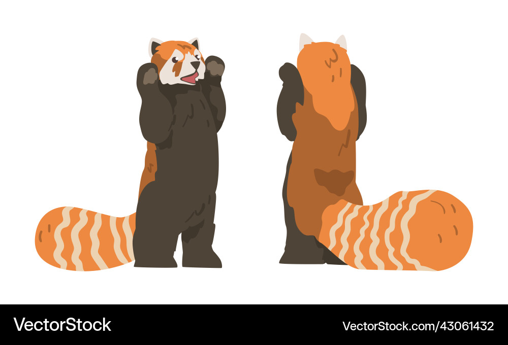 Red panda as small mammal with dense reddish-brown