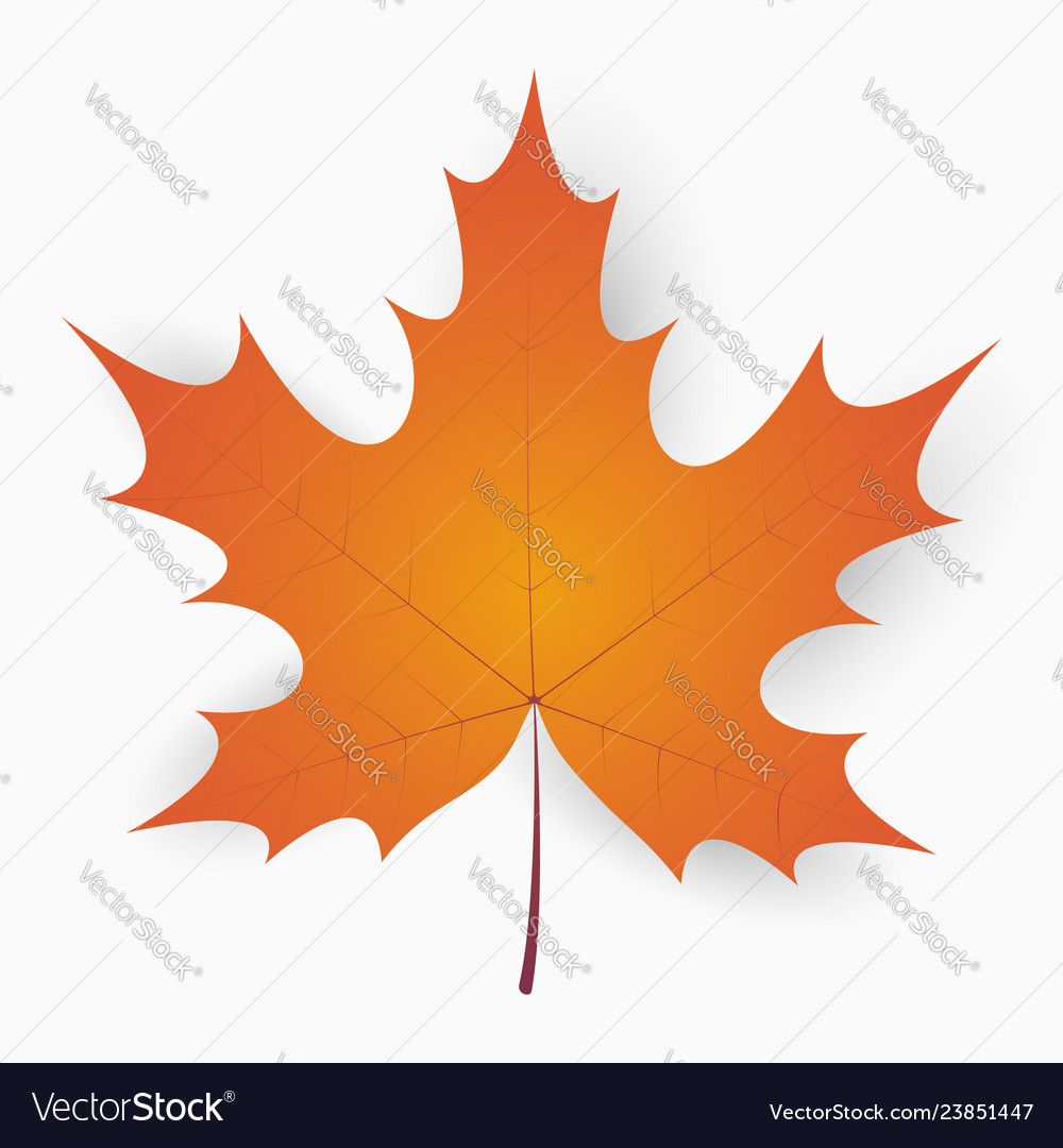Autumn maple leaf Royalty Free Vector Image - VectorStock