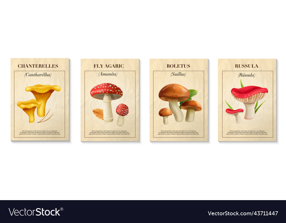 Mushrooms realistic poster set Royalty Free Vector Image