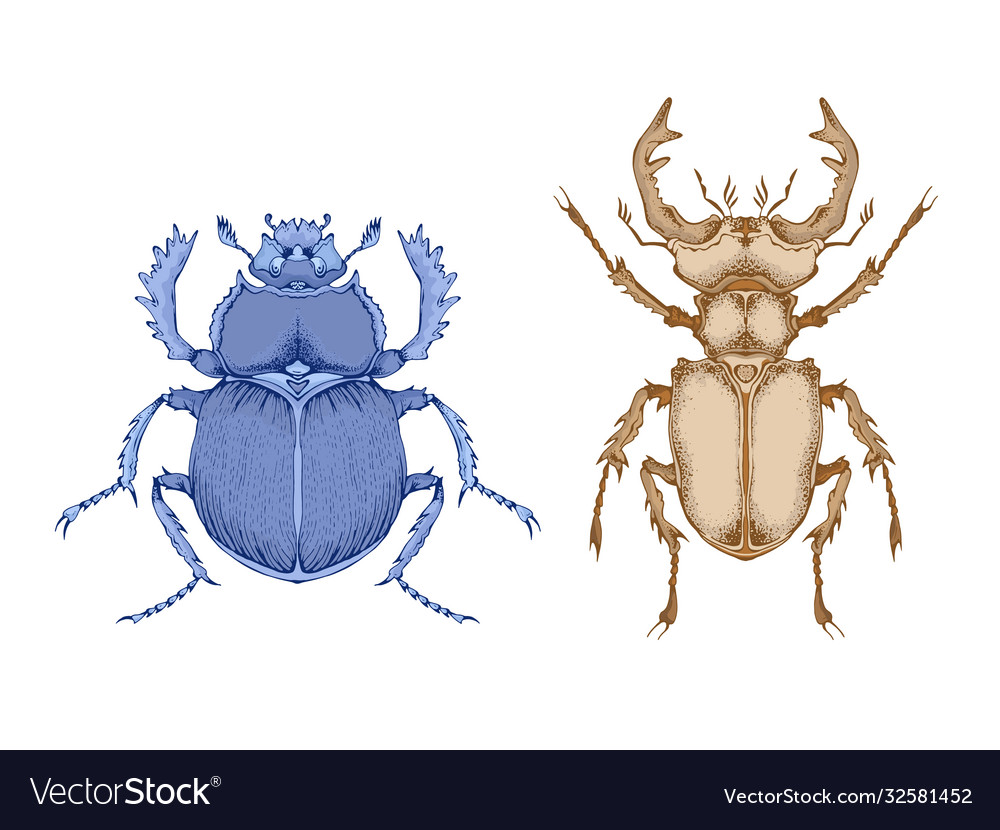With hand drawn two insects stag beetle Royalty Free Vector