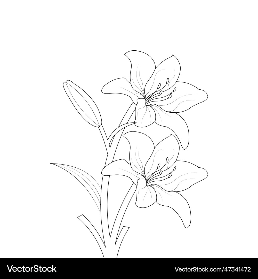 Hand drawn lily flower line art Royalty Free Vector Image
