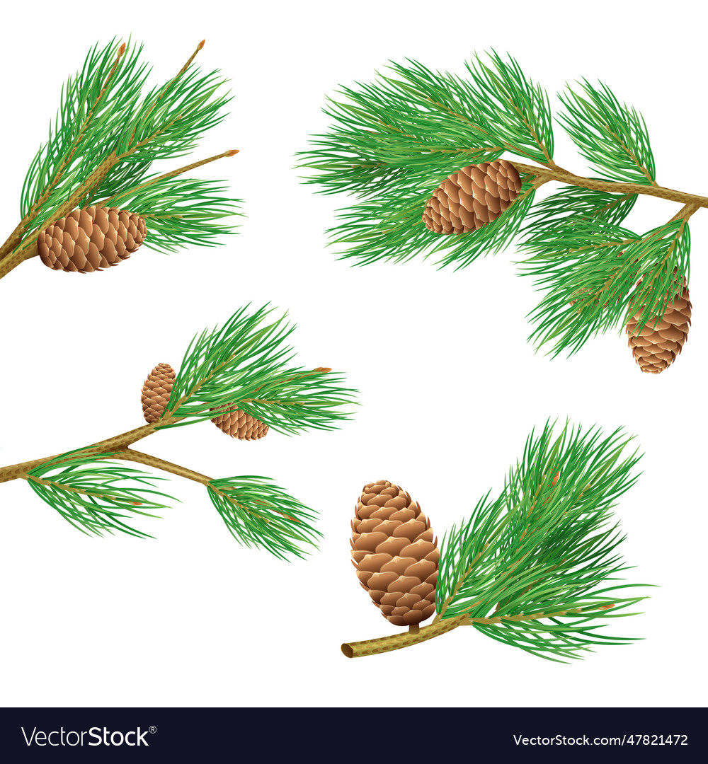 Pine branches set branches set Royalty Free Vector Image