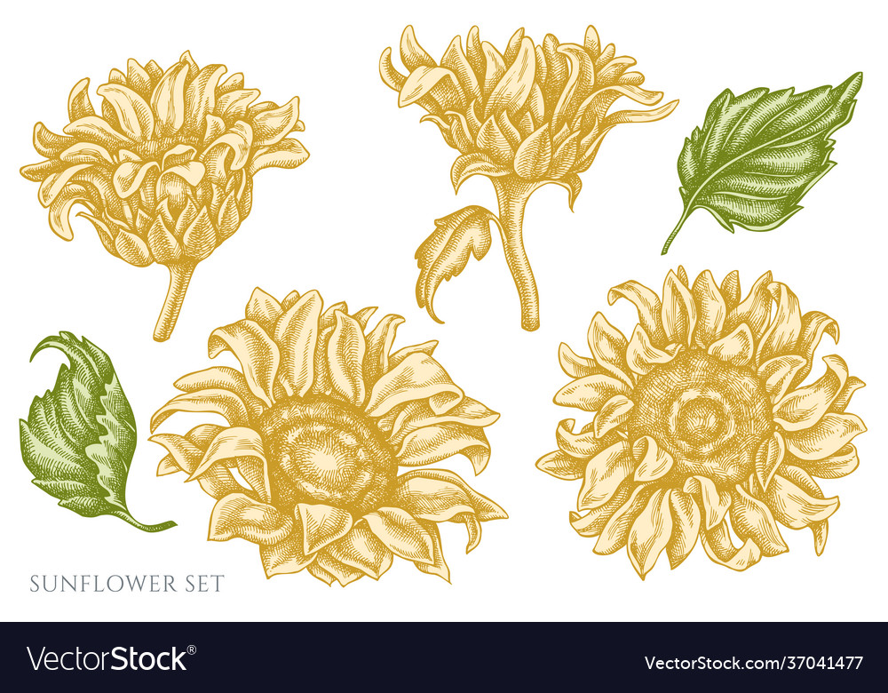 Set hand drawn pastel sunflower Royalty Free Vector Image