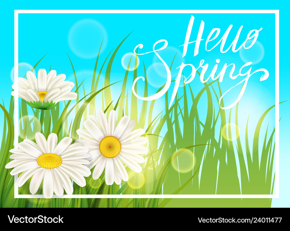 Spring daisies chamomiles juicy green lettering Vector Image
