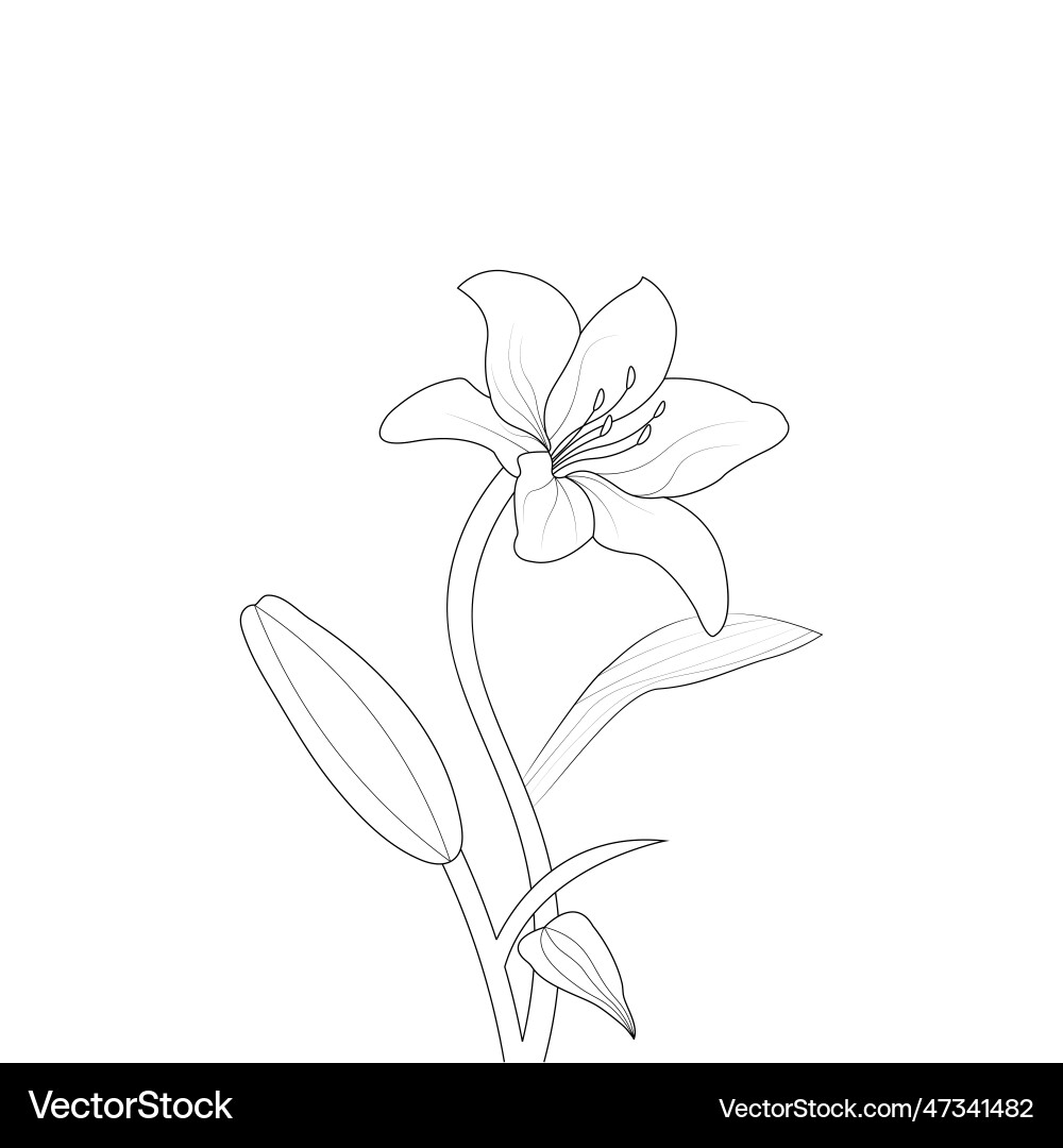 Hand drawn lily flower line art Royalty Free Vector Image