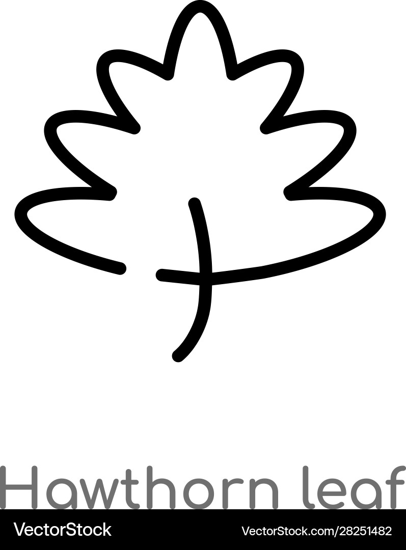 Outline hawthorn leaf icon isolated black simple Vector Image
