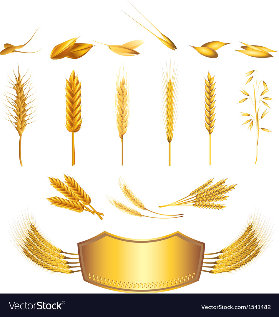 Wheat set Royalty Free Vector Image - VectorStock