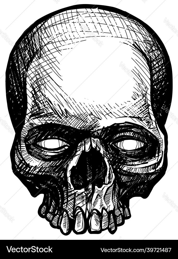 Detailed graphic human skull line art Royalty Free Vector