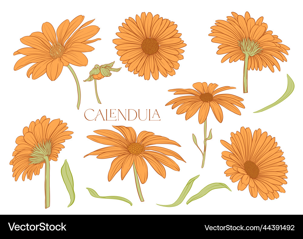 Calendula medicinal herbs and flowers Royalty Free Vector