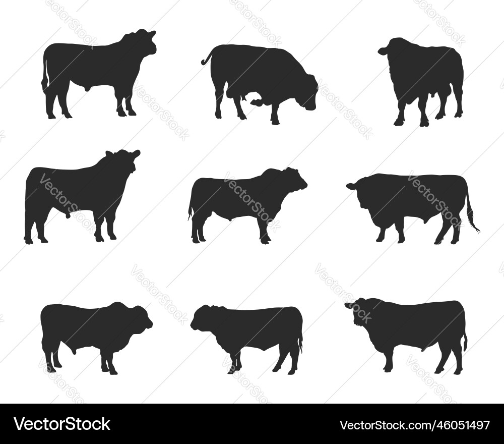 Aberdeen angus silhouettes cow Royalty Free Vector Image
