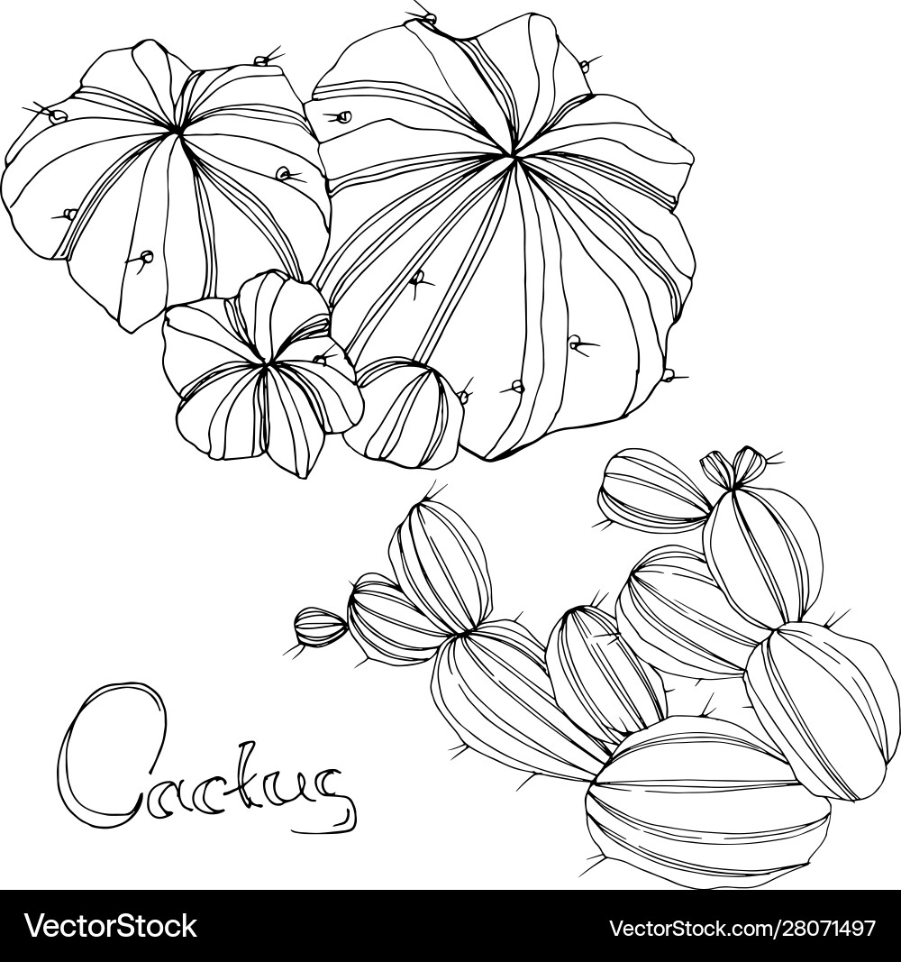 Cactus floral botanical flower black Royalty Free Vector