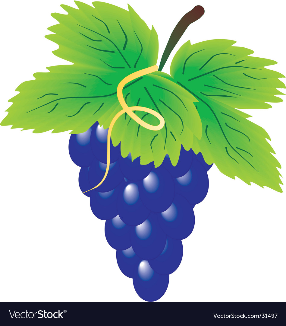 Grapes background Royalty Free Vector Image - VectorStock