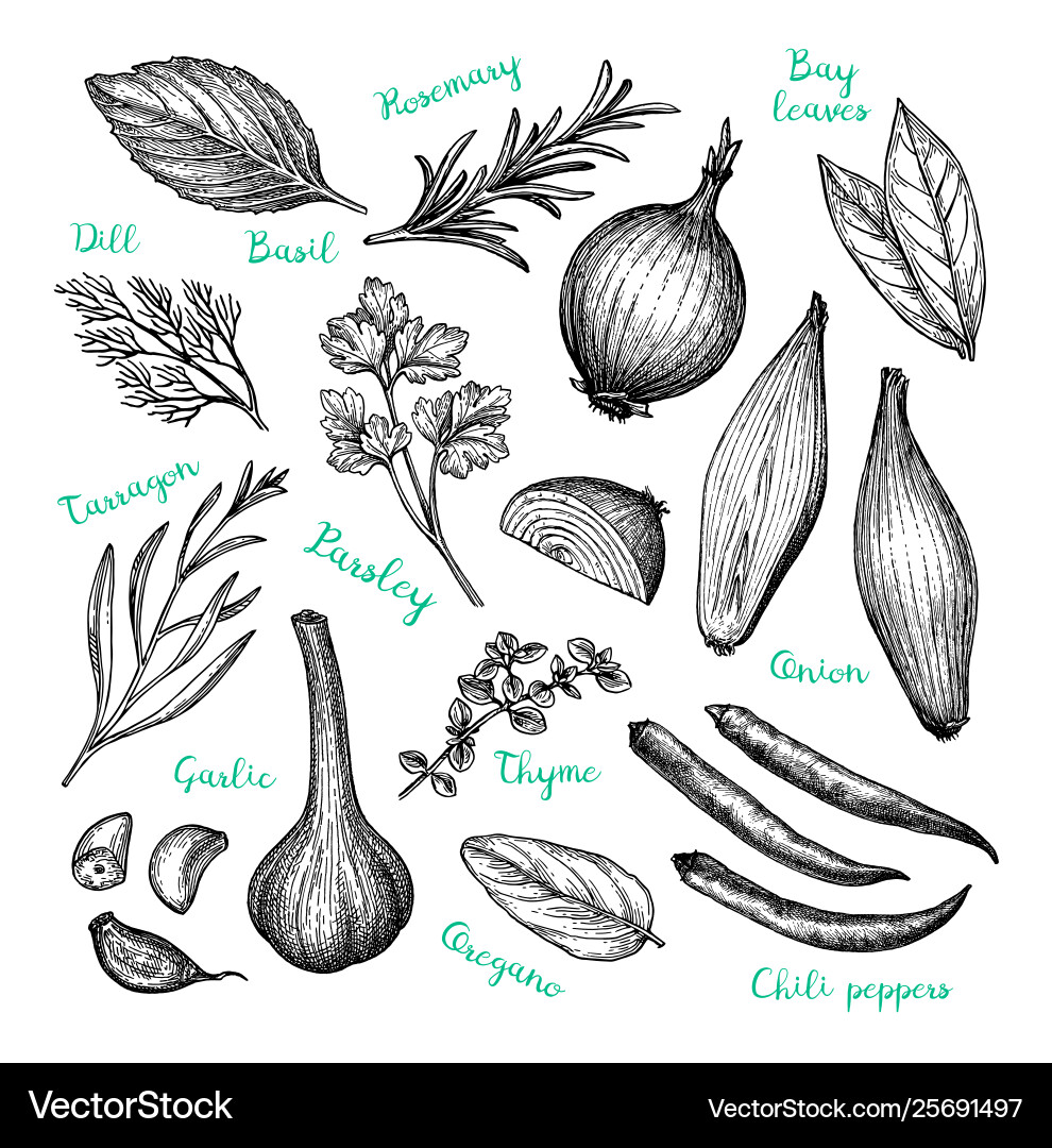 Ink sketch cooking ingredients Royalty Free Vector Image