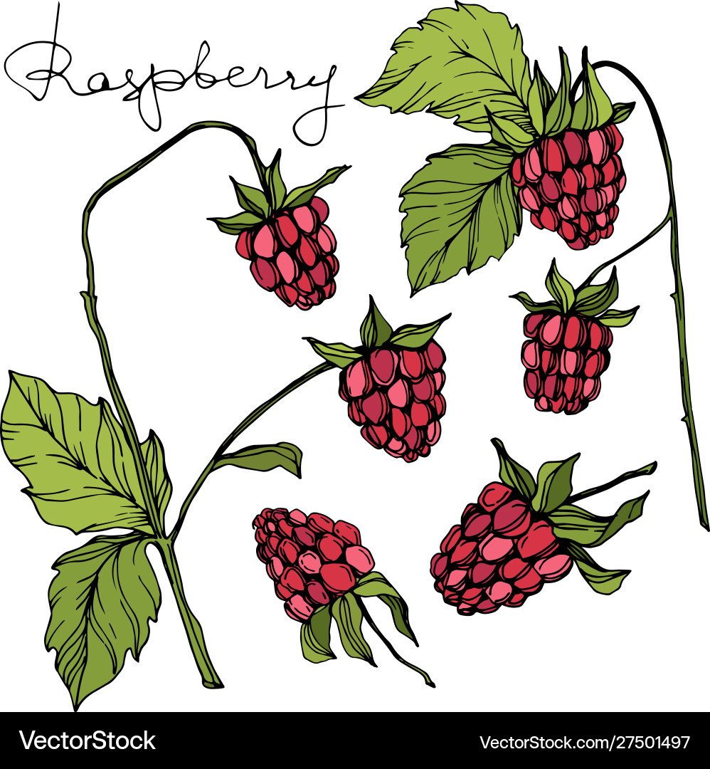 Raspberry healthy food isolated red Royalty Free Vector