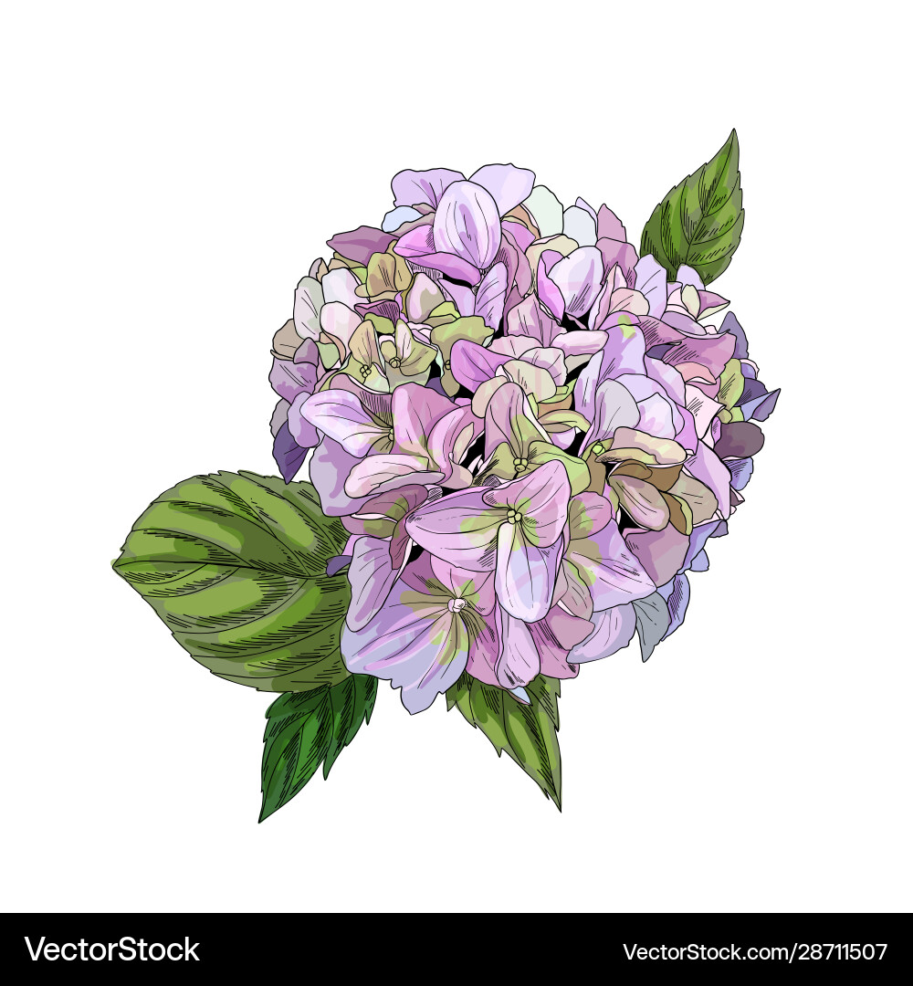 Realistic pinky green hydrangea flower with leaves