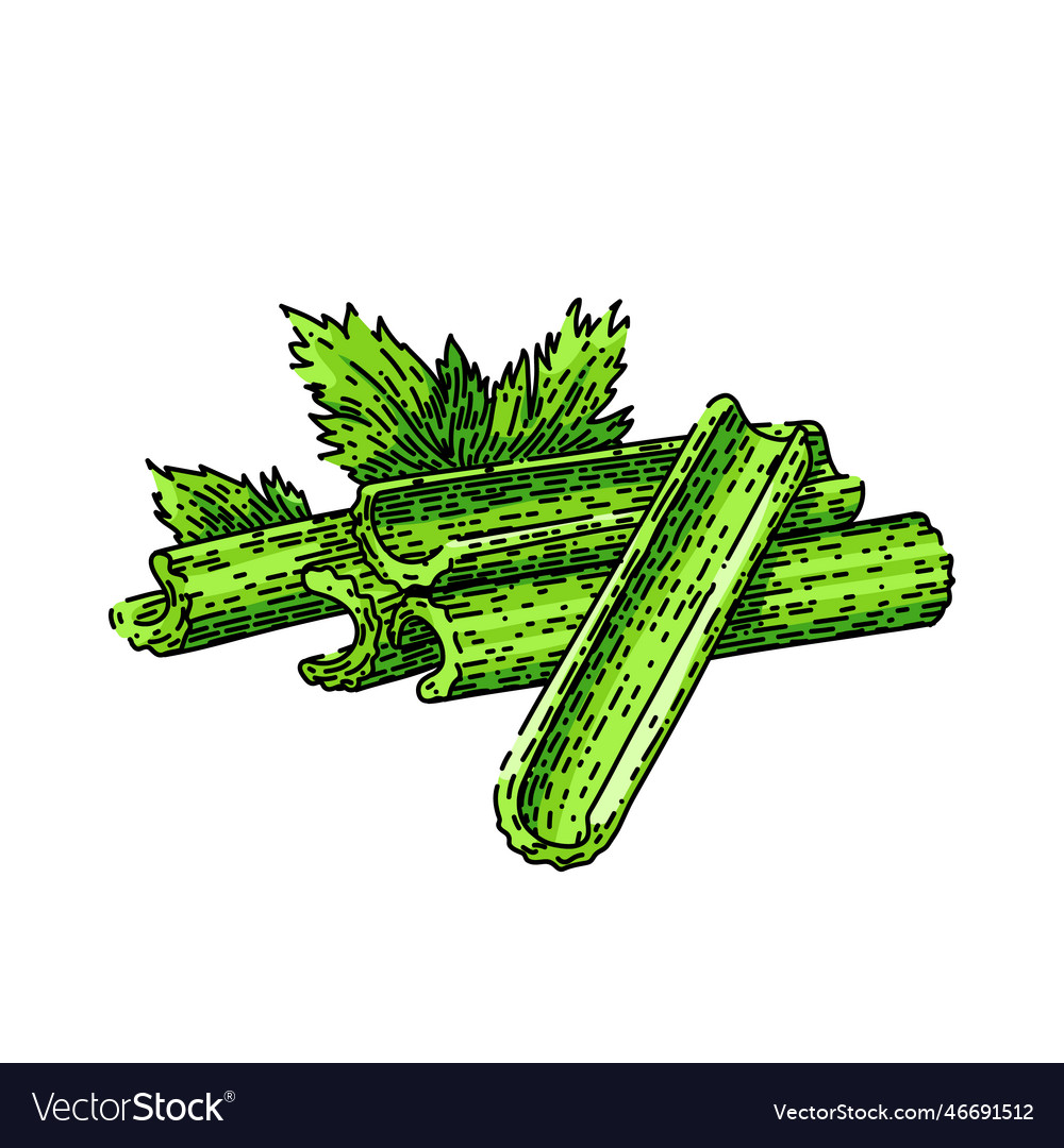 Celery organic sketch hand drawn Royalty Free Vector Image Celery organic sketch hand drawn Royalty Free Vector Image