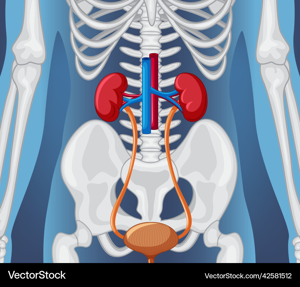 Human internal organ with kidneys and bladder Vector Image