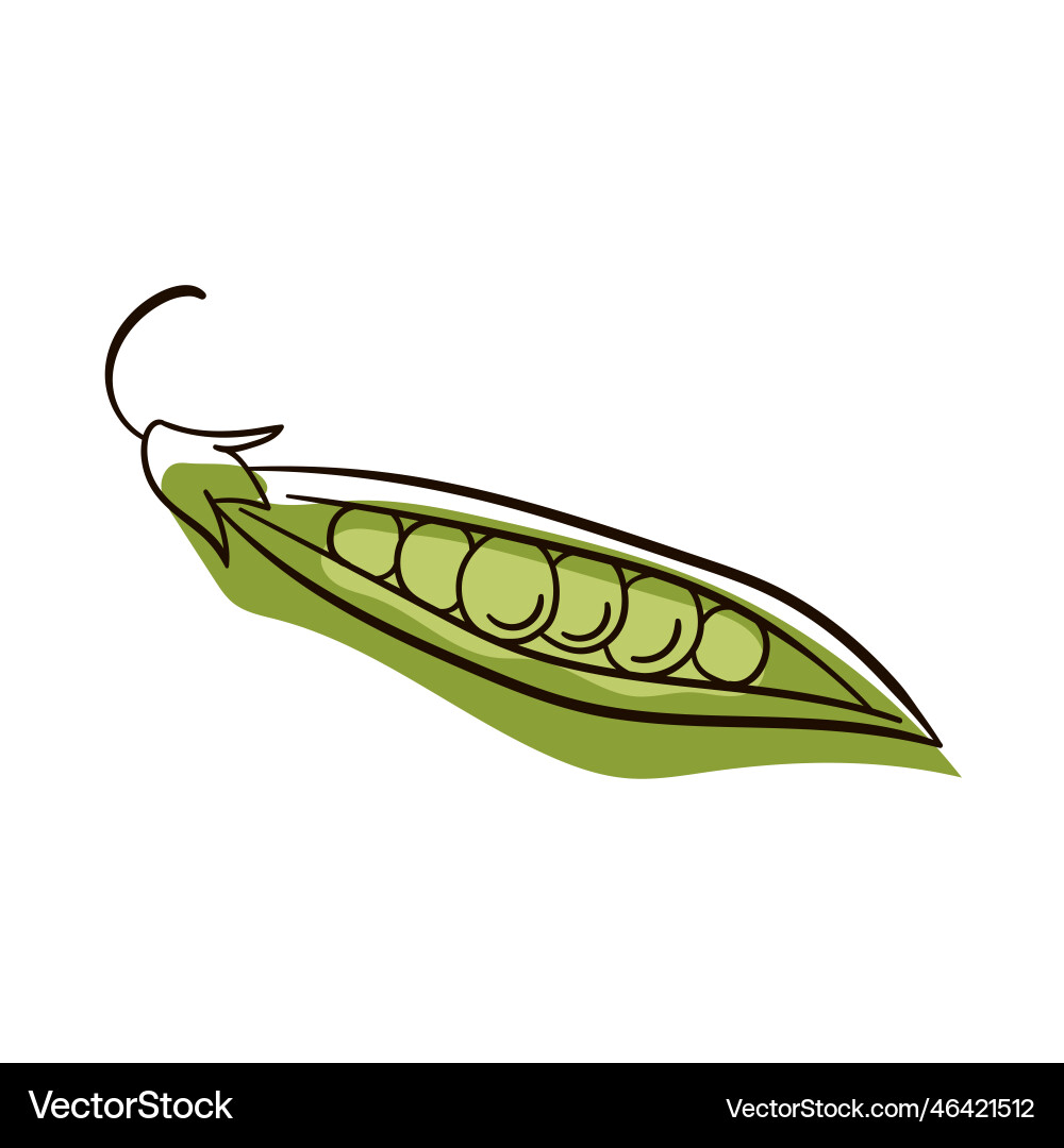 Peas line drawing flat of Royalty Free Vector Image
