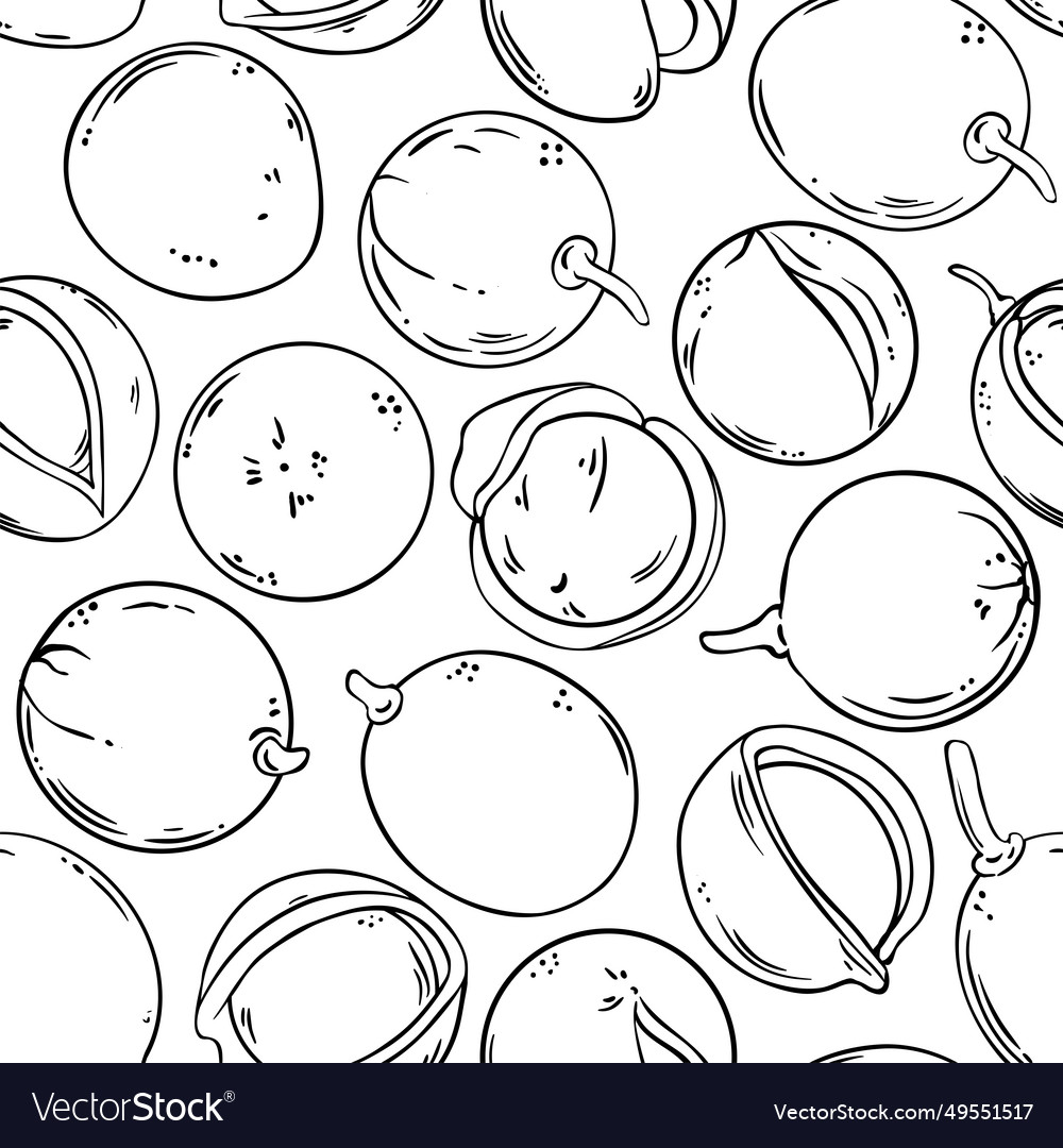 Mongongo nuts pattern on white background Vector Image