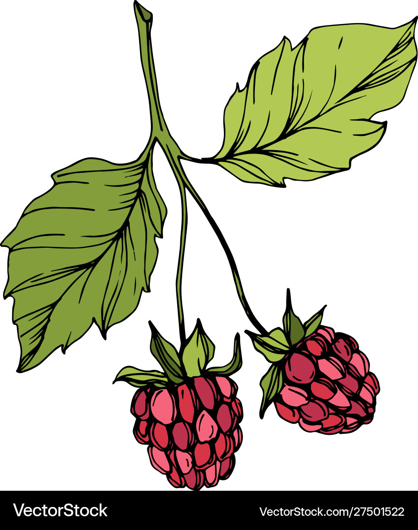 Raspberry healthy food isolated red Royalty Free Vector