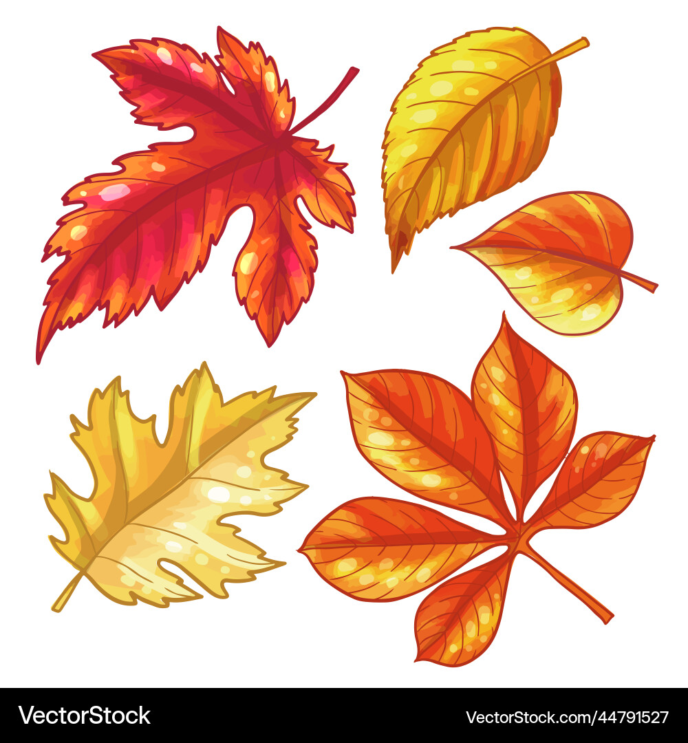 Collection hand drawn autumn leaves design Vector Image