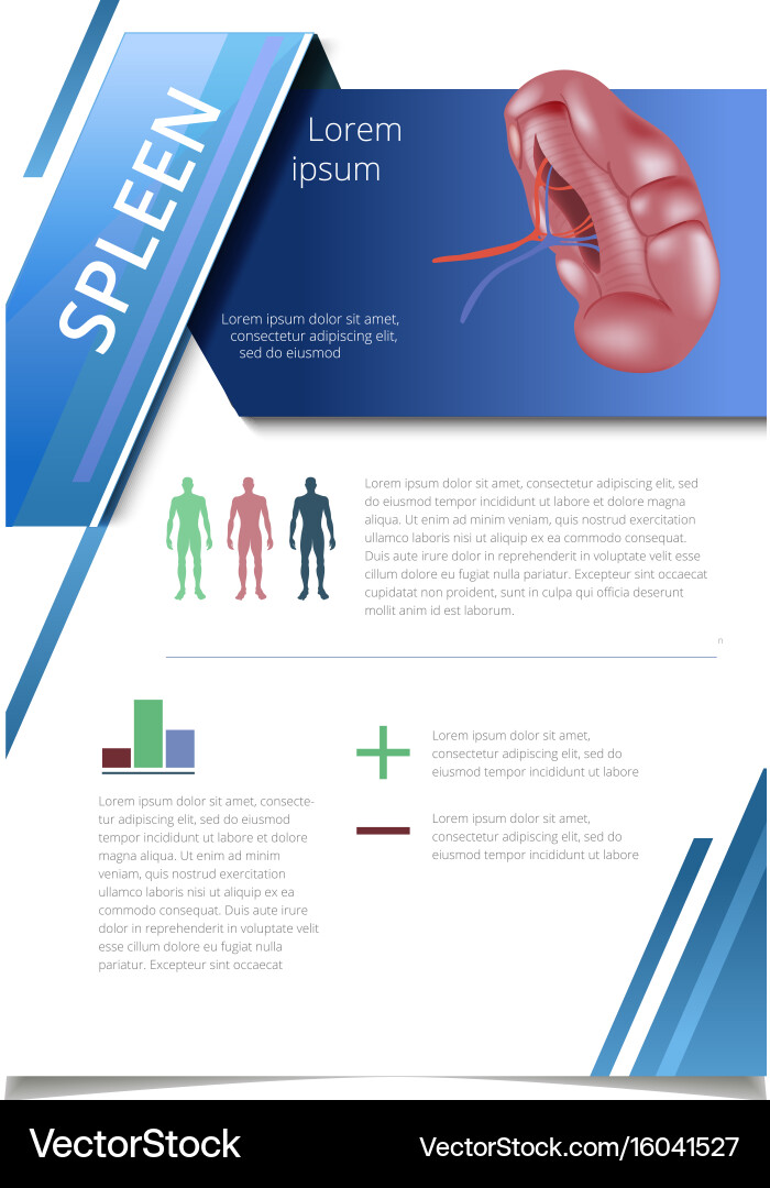 Internal human organs infographic spleen Vector Image