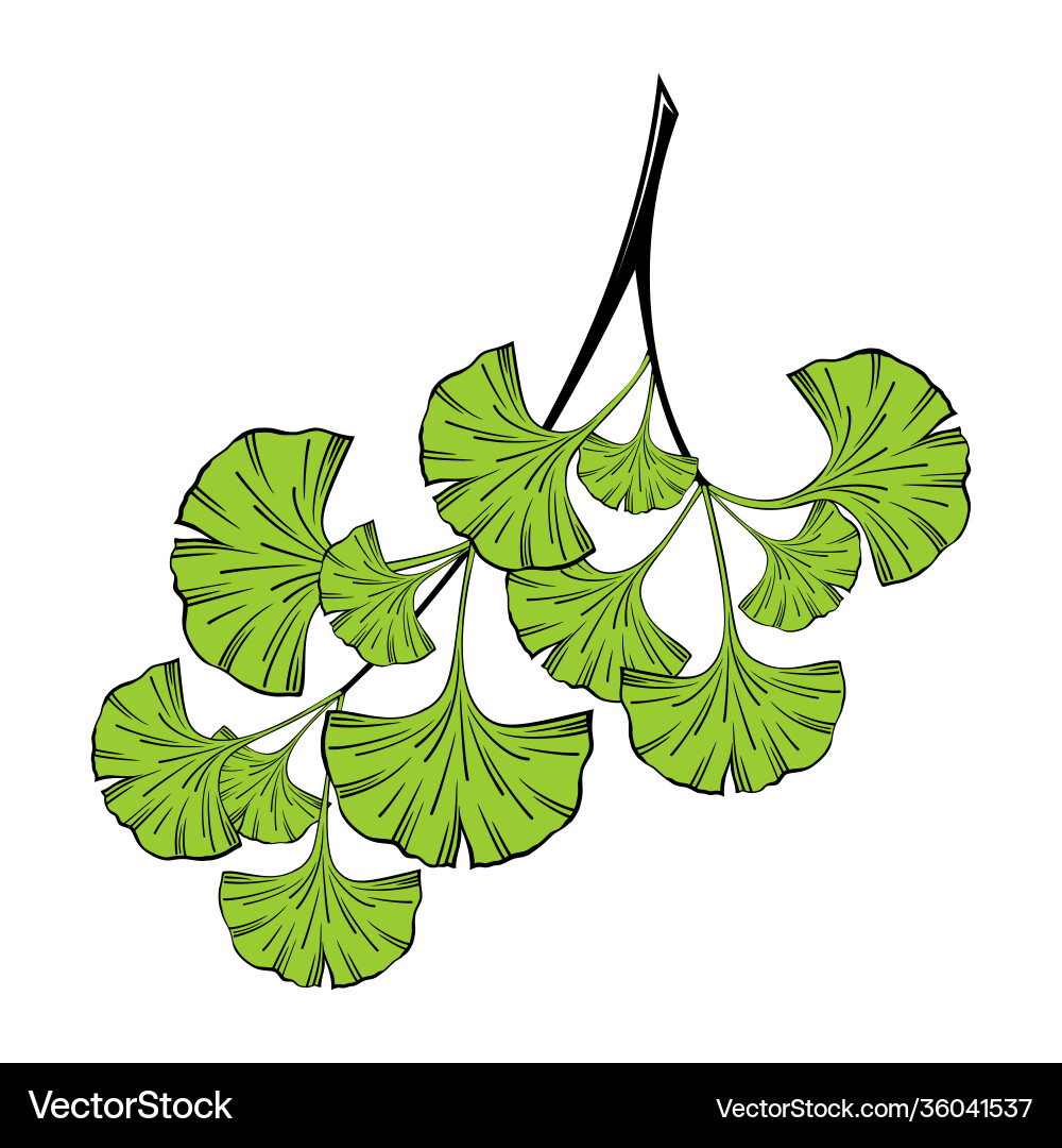 Isolated on a white background sprig ginkgo Vector Image